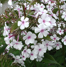 Oburrdale Inc. - 630-986-1919